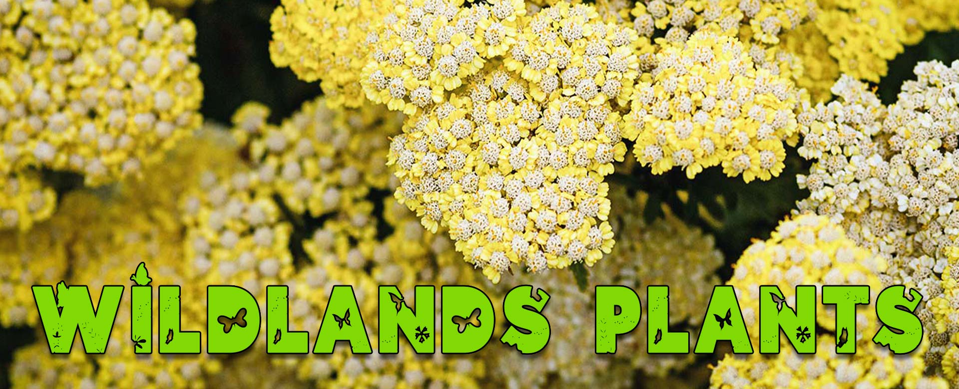 Dynamic Accumulators – Wildlands Plants