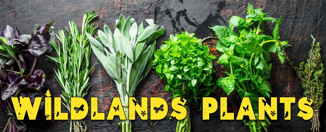 Herbs – Wildlands Plants
