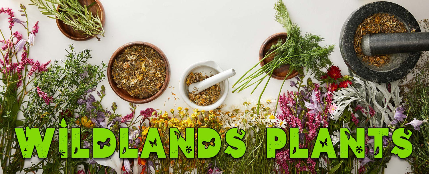 Medicinal Plants – Wildlands Plants