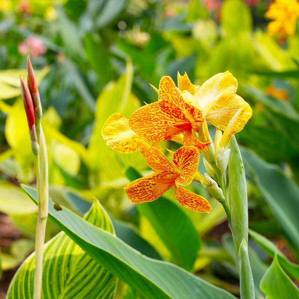Canna King Humbert – Wildlands Plants