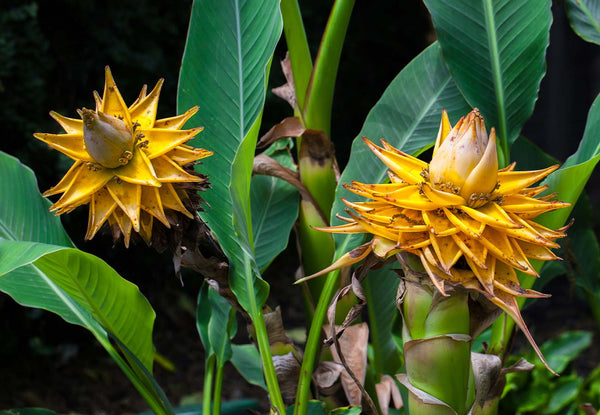 Chinese Banana – Wildlands Plants
