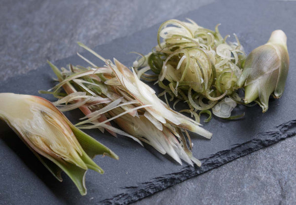 Japanese Ginger - 'Mioga' – Wildlands Plants