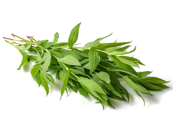 Stridolo - Silene inflata – Wildlands Plants